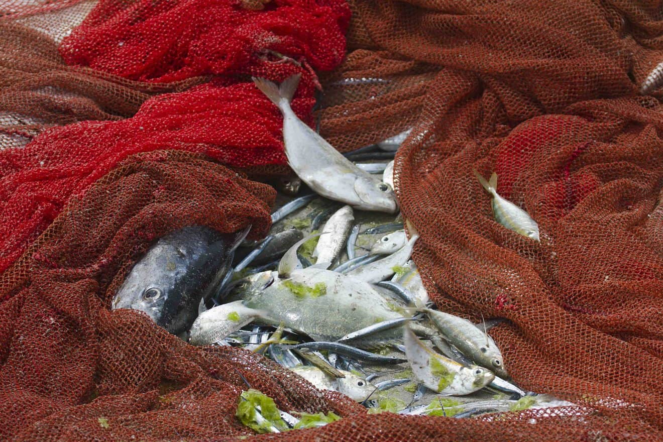 40 Overfishing Facts That You Need to Know About Today - Facts.net