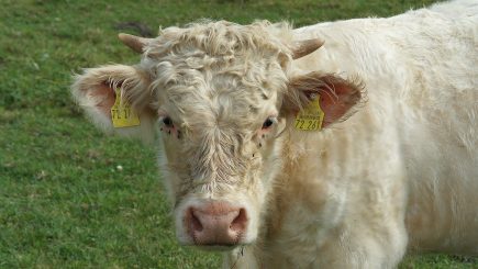 28 Types of Cows and Bulls by Uses - Facts.net