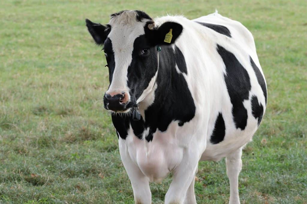 28 Types of Cows and Bulls by Uses - Facts.net