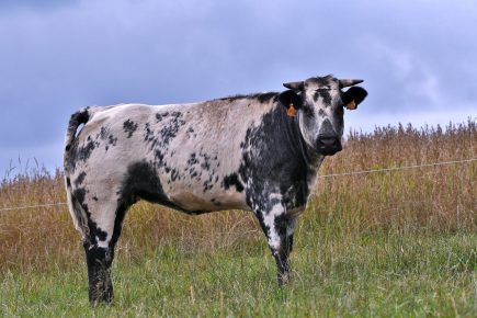 28 Types of Cows and Bulls by Uses - Facts.net
