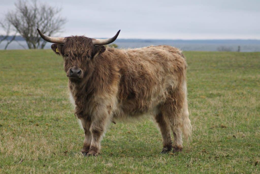 28 Types of Cows and Bulls by Uses - Facts.net