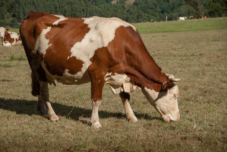 28 Types of Cows and Bulls by Uses - Facts.net