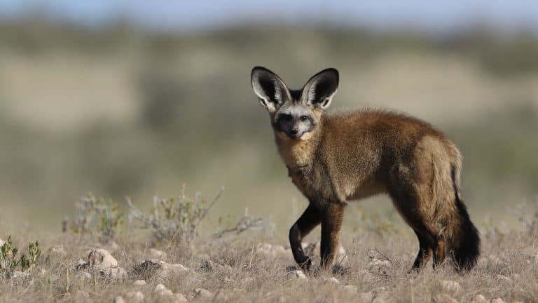 List of the Different Types of Foxes - Facts.net