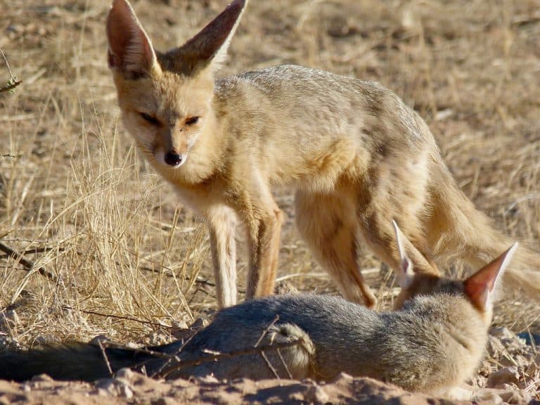 List of the Different Types of Foxes - Facts.net