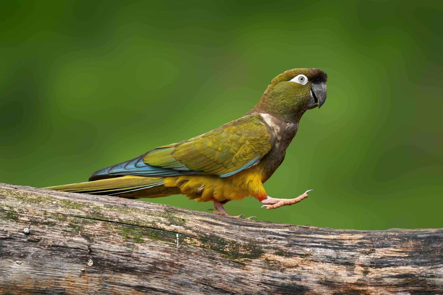 30 Types of Parrots for Avian Enthusiasts - Facts.net