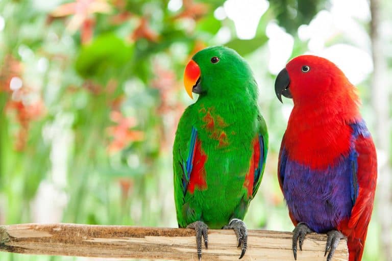 30 Types of Parrots for Avian Enthusiasts - Facts.net