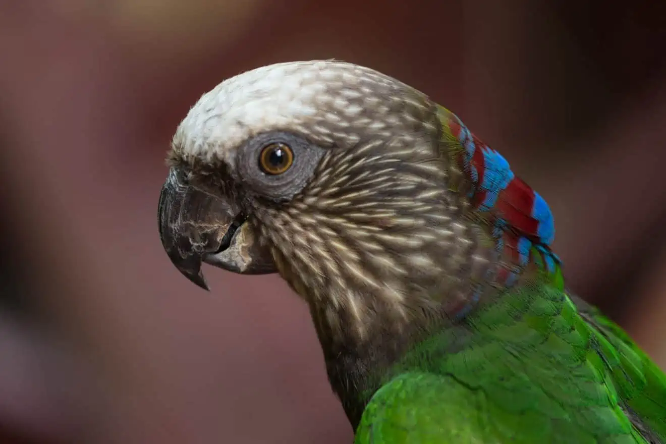 30 Types of Parrots for Avian Enthusiasts - Facts.net
