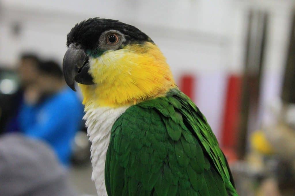 30 Types of Parrots for Avian Enthusiasts - Facts.net