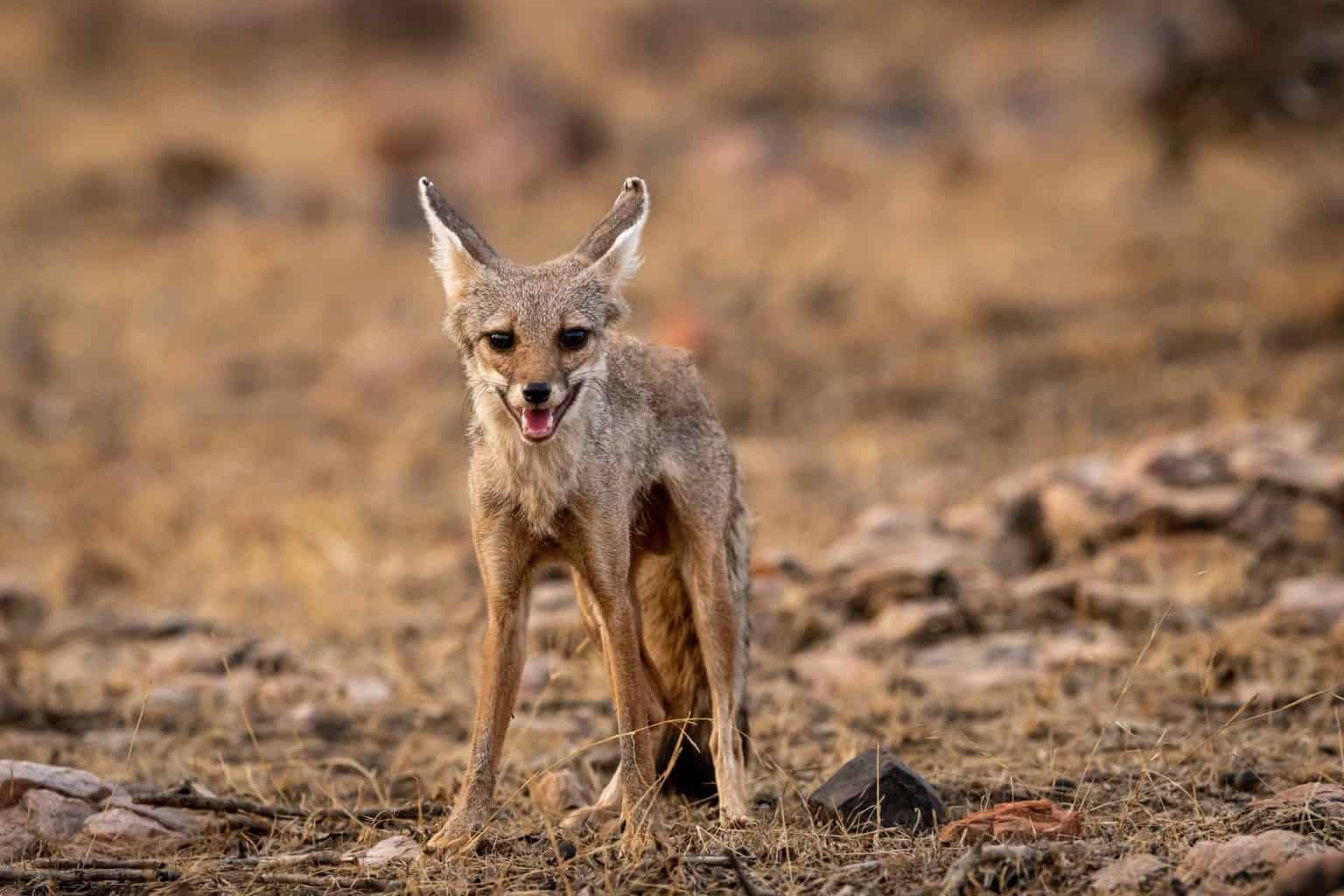 List of the Different Types of Foxes - Facts.net