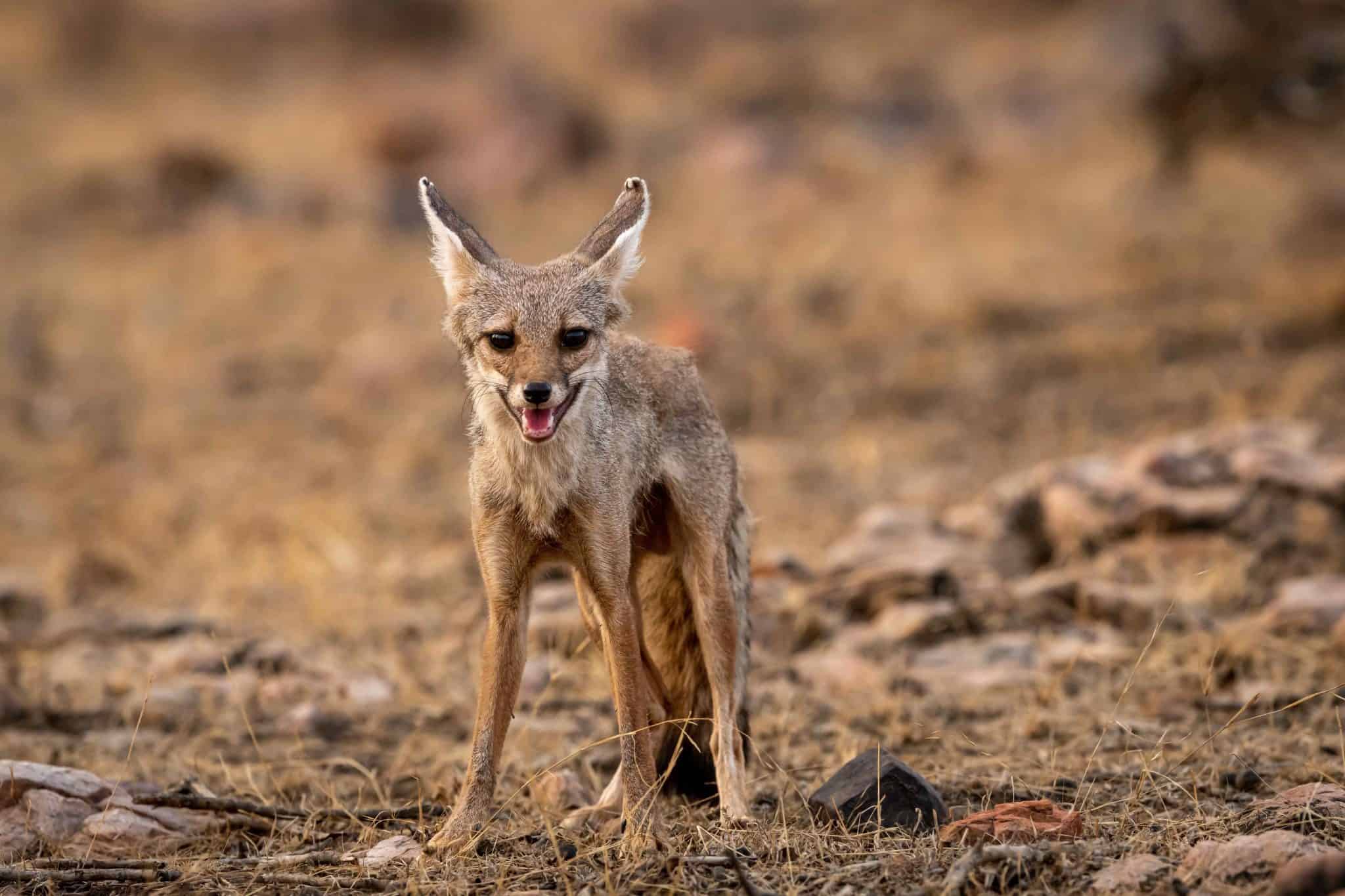 List of the Different Types of Foxes - Facts.net