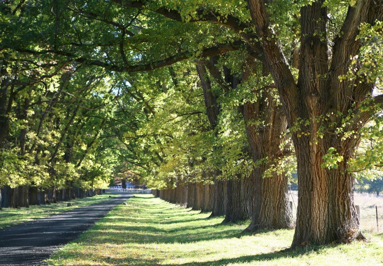 26 Types of Wood and Their Uses - Facts.net