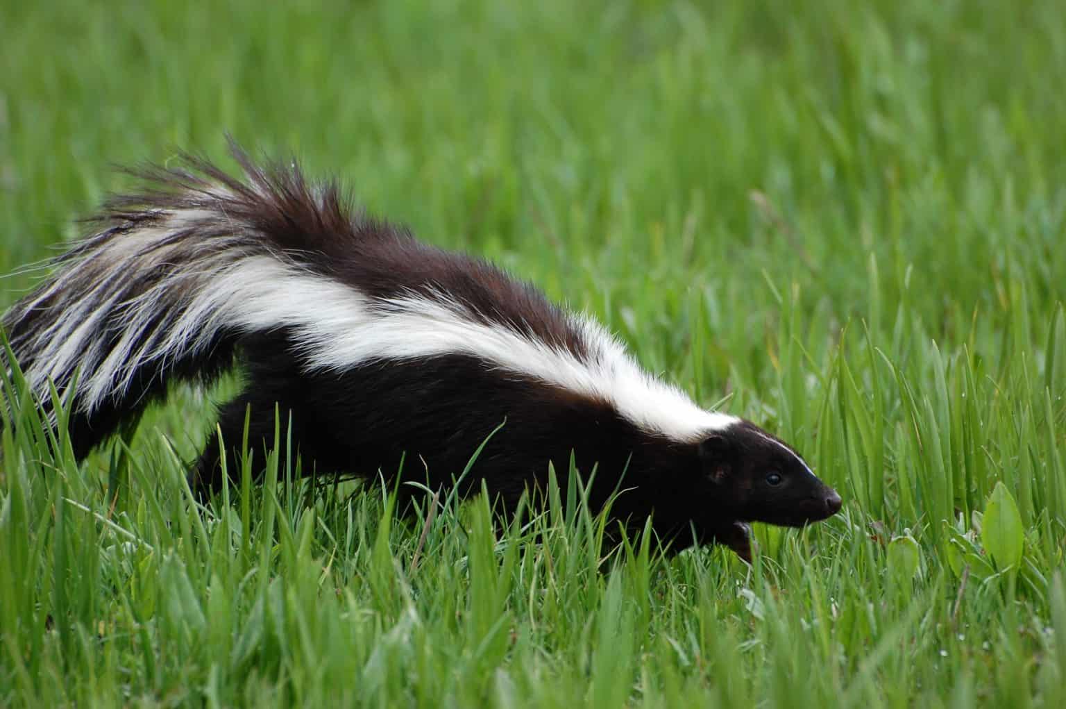 40 Skunk Facts About This Misunderstood Critter - Facts.net
