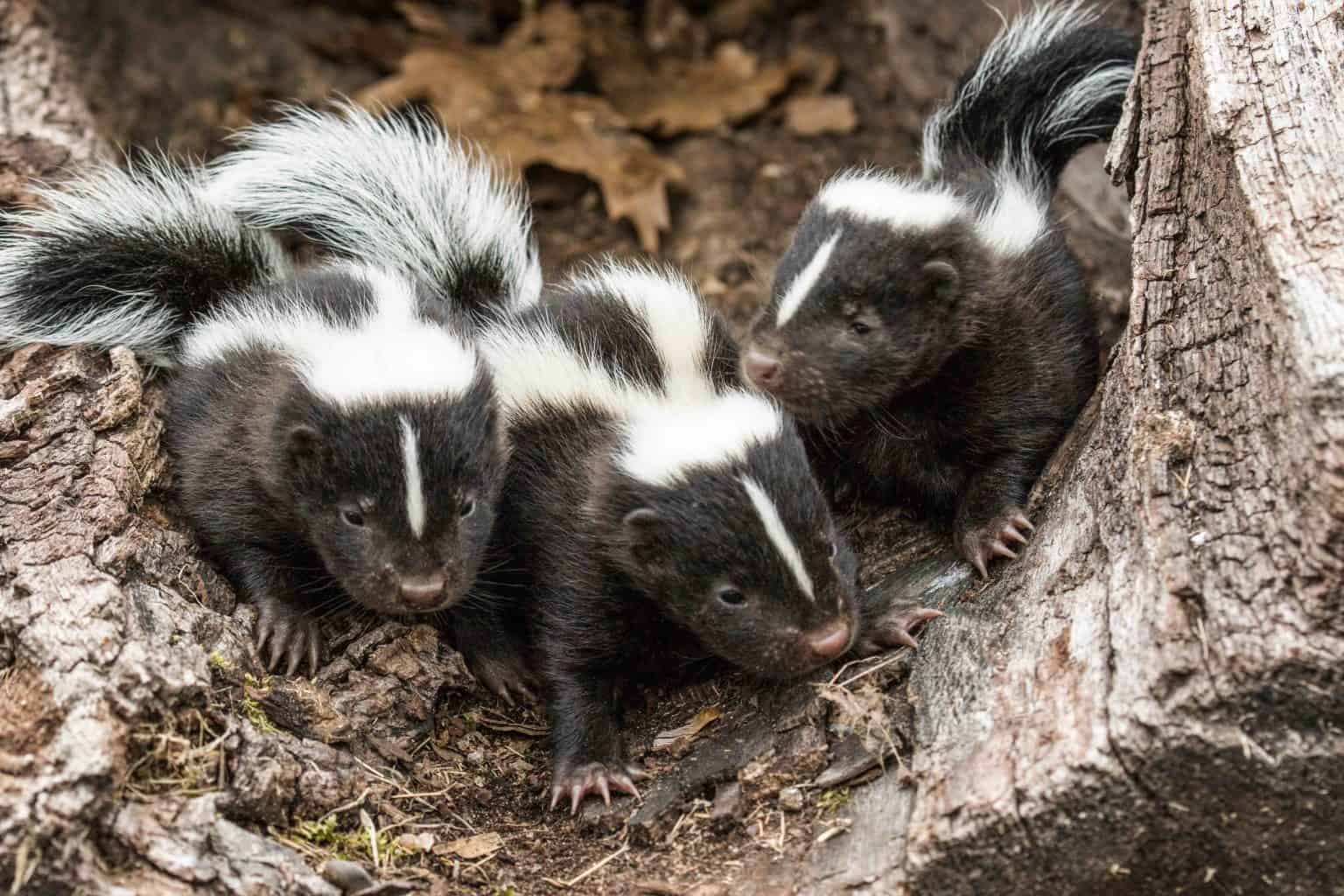40 Skunk Facts About This Misunderstood Critter - Facts.net