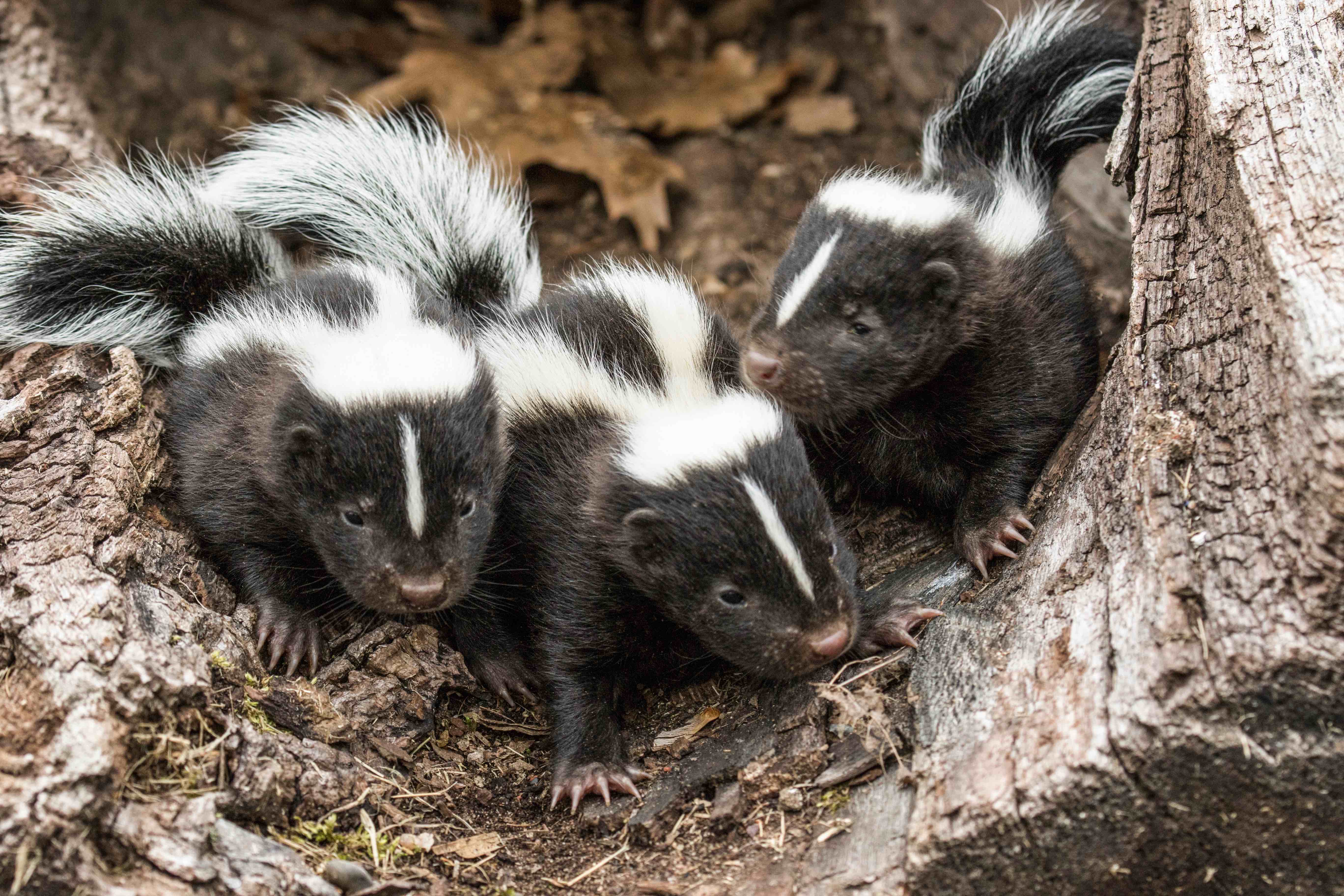 40 Skunk Facts About This Misunderstood Critter - Facts.net
