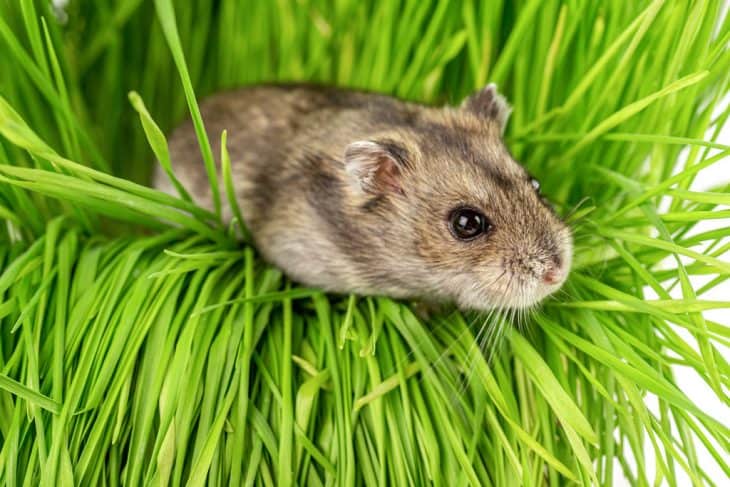 All Types of Hamsters, their Characteristics, Habitats, and More ...