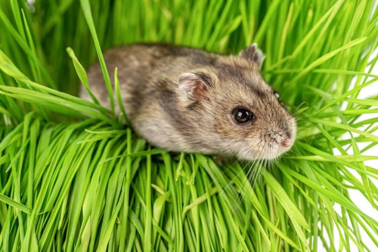 All Types of Hamsters, their Characteristics, Habitats, and More ...