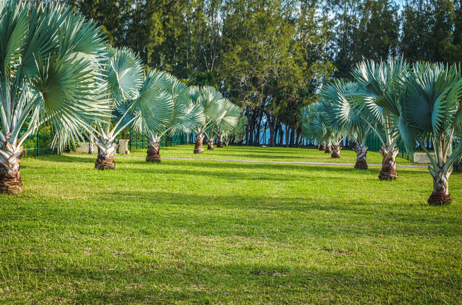 24 Types of Palm Trees Around the World - Facts.net