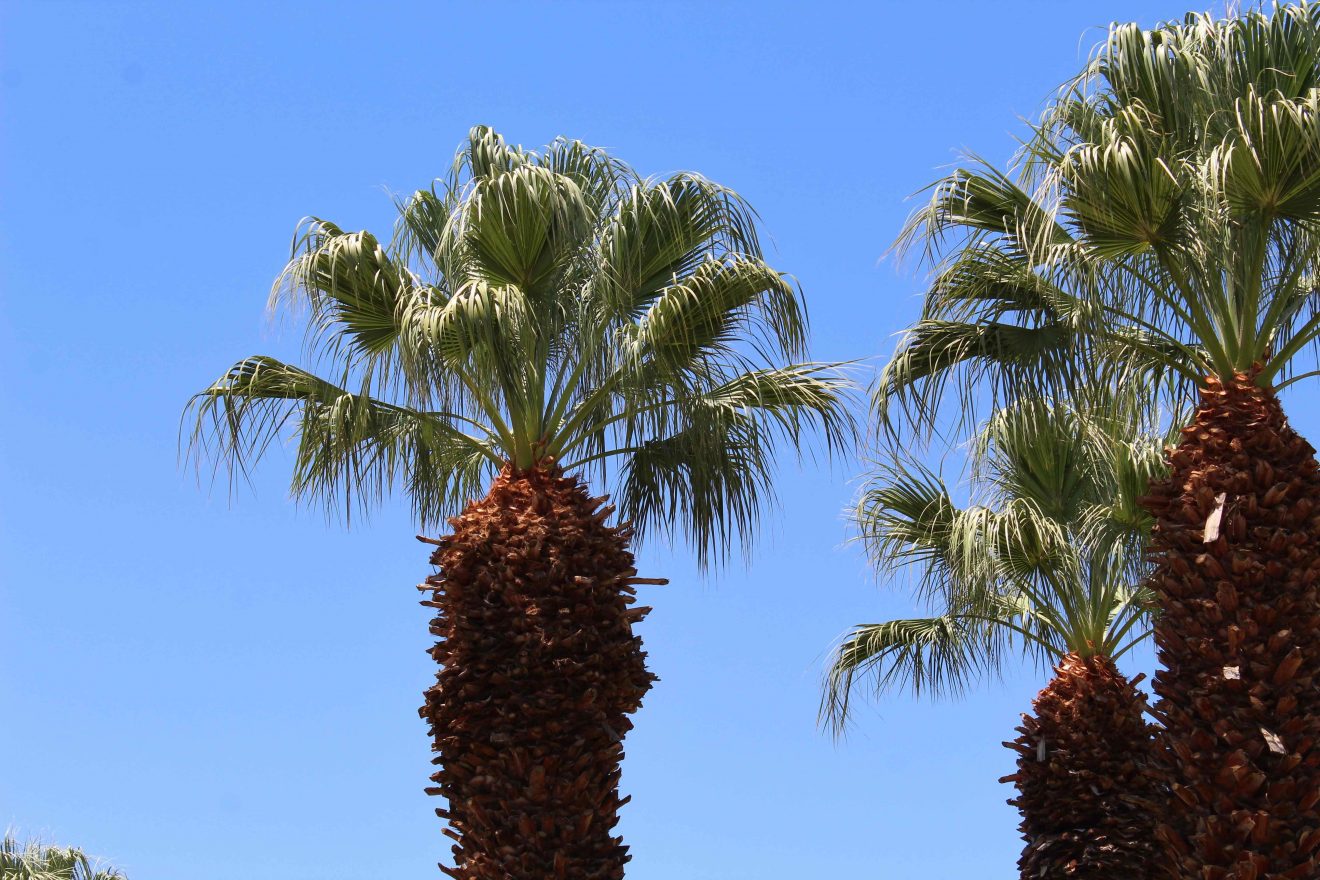 24 Types of Palm Trees Around the World - Facts.net
