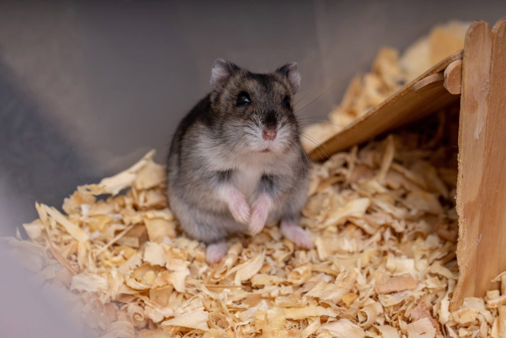 All Types of Hamsters, their Characteristics, Habitats, and More ...