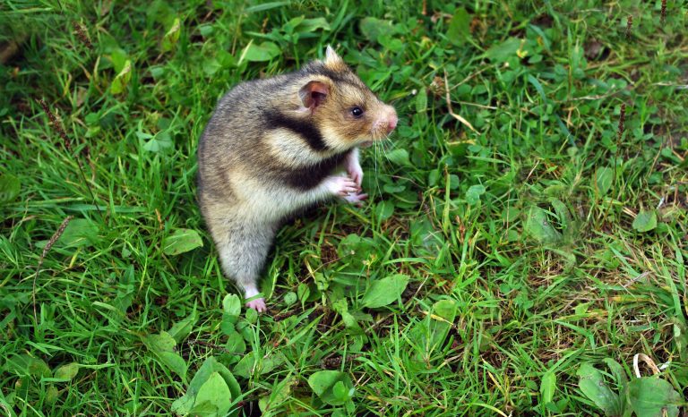 All Types of Hamsters, their Characteristics, Habitats, and More ...