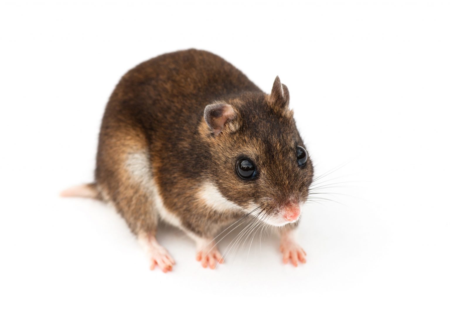 All Types of Hamsters, their Characteristics, Habitats, and More ...