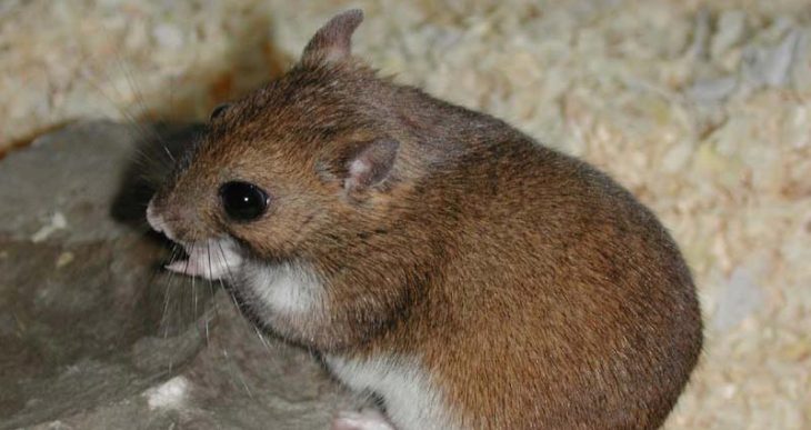 All Types of Hamsters, their Characteristics, Habitats, and More ...