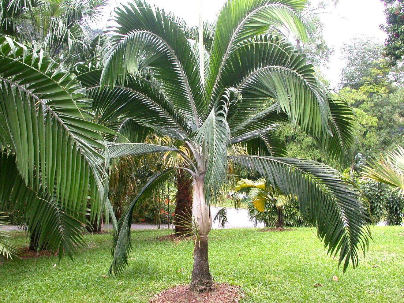 24 Types of Palm Trees Around the World - Facts.net
