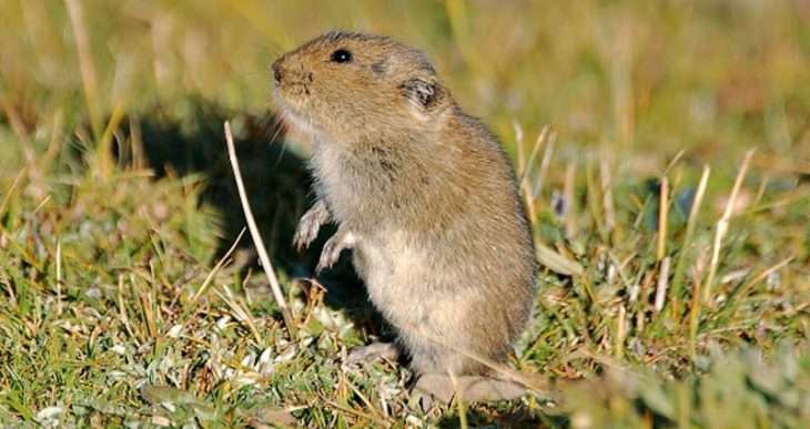 All Types of Hamsters, their Characteristics, Habitats, and More ...