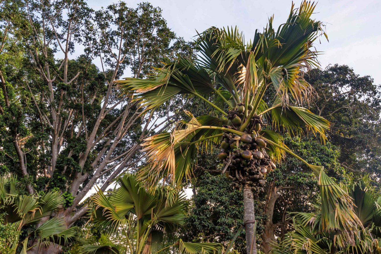 24 Types of Palm Trees Around the World - Facts.net