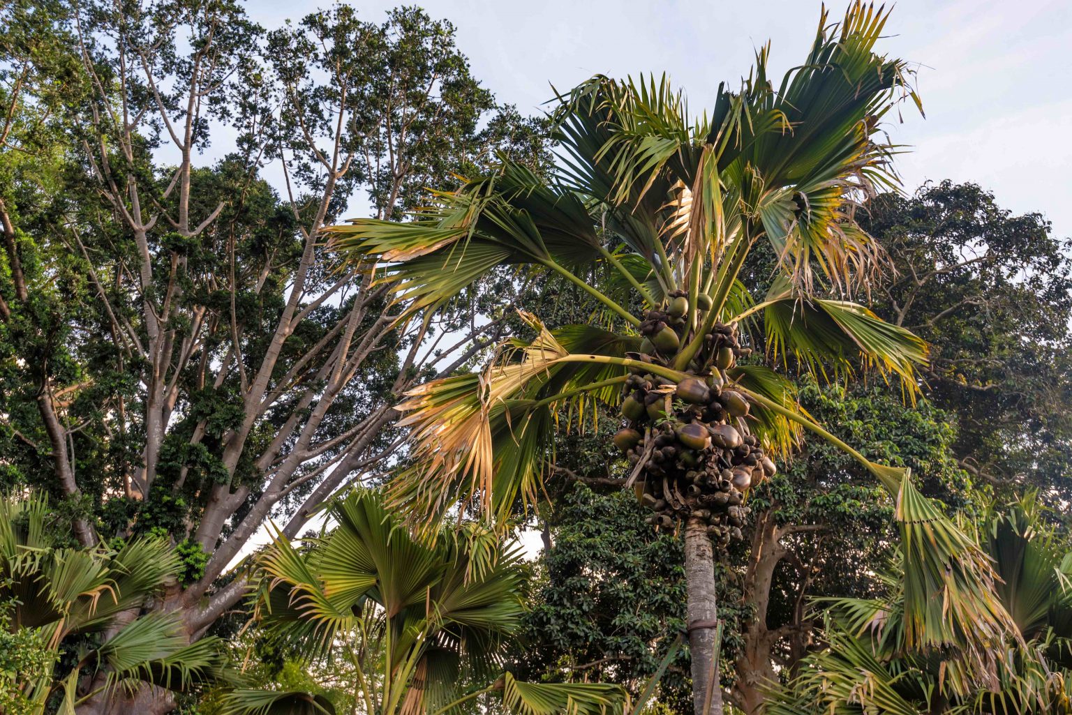 24 Types of Palm Trees Around the World - Facts.net