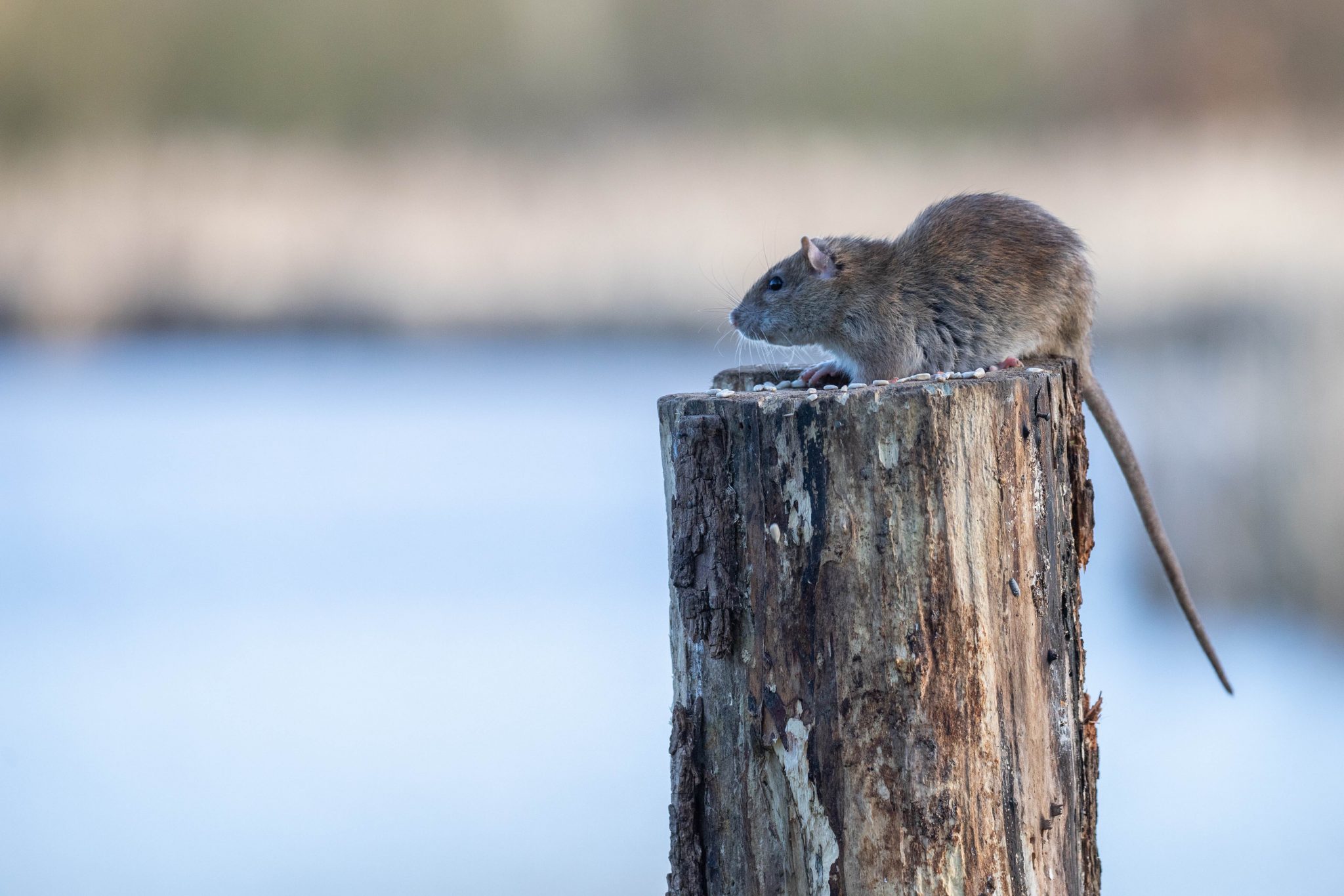 All Types of Hamsters, their Characteristics, Habitats, and More ...