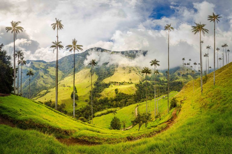 24 Types of Palm Trees Around the World - Facts.net