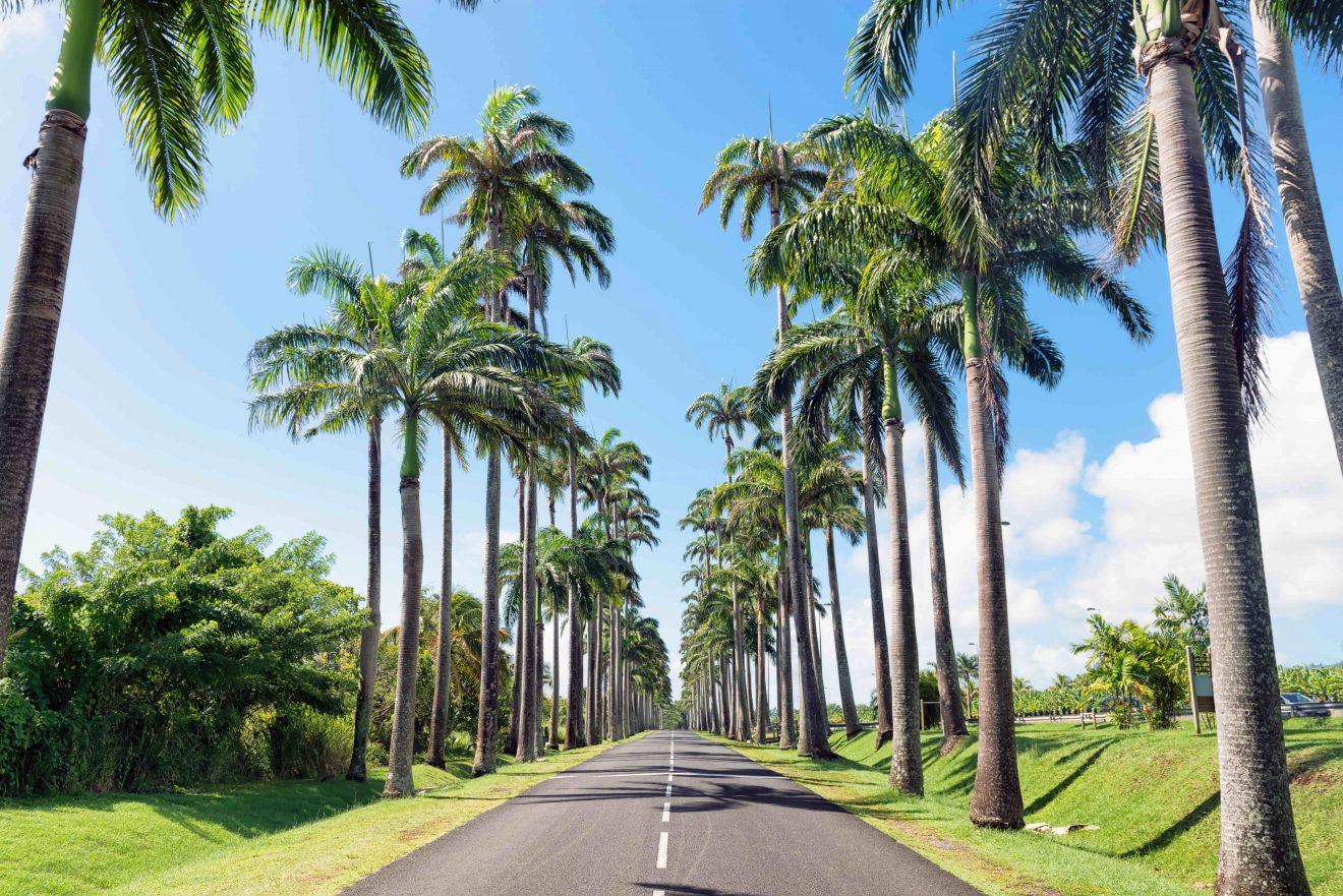 24 Types of Palm Trees Around the World - Facts.net