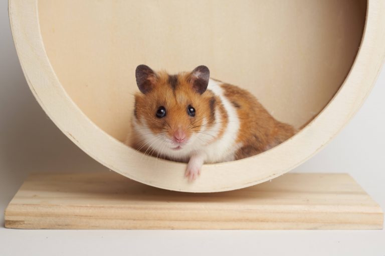 All Types of Hamsters, their Characteristics, Habitats, and More ...