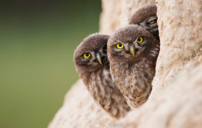 100 Amazing Bat Facts That You Never Knew About