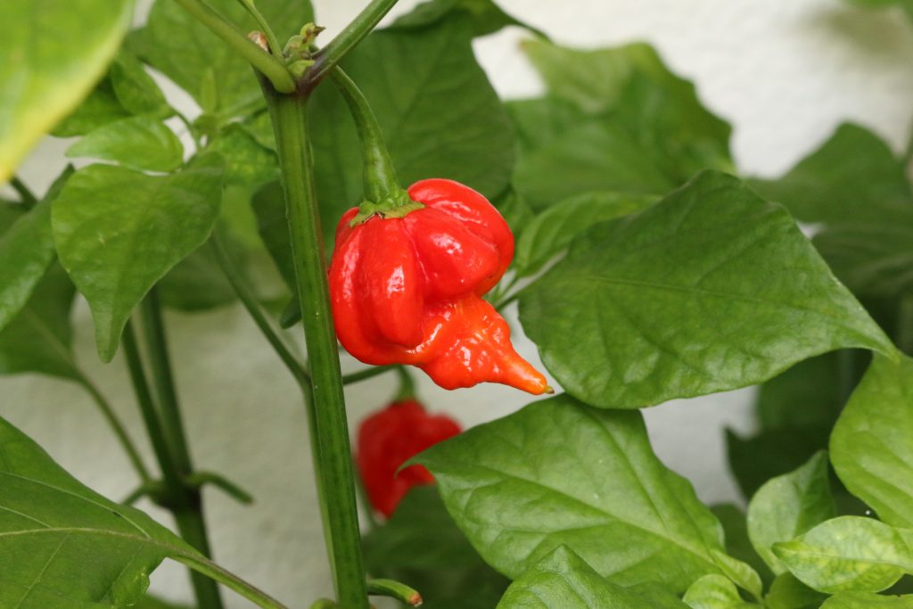 20 Hottest Peppers in the World To Make You Sweat - Facts.net