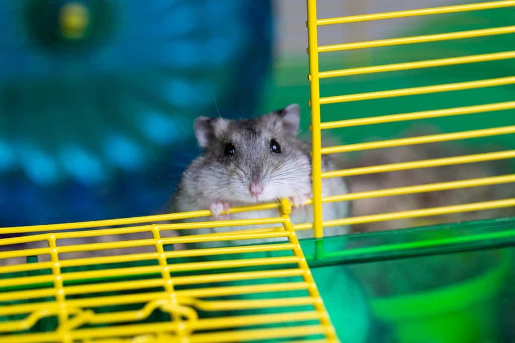 All Types of Hamsters, their Characteristics, Habitats, and More ...