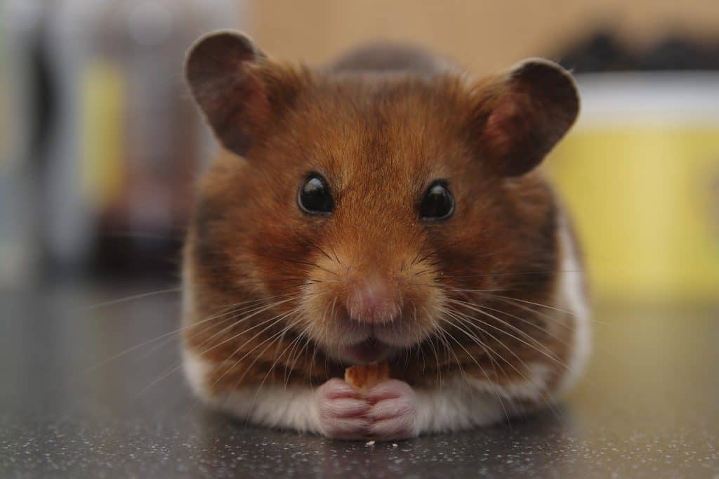 All Types of Hamsters, their Characteristics, Habitats, and More ...