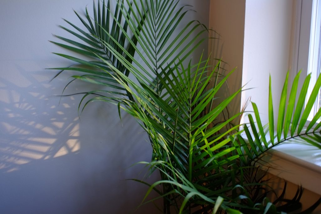 24 Types of Palm Trees Around the World - Facts.net