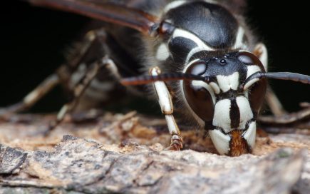 20 Types of Wasps: Characteristics, Habitats and More - Facts.net