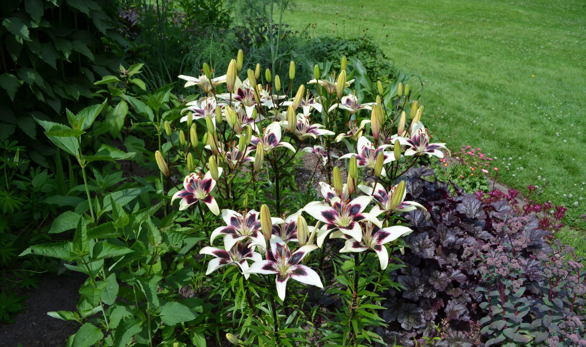 30 Types of Lilies To Grow in Your Garden - Facts.net