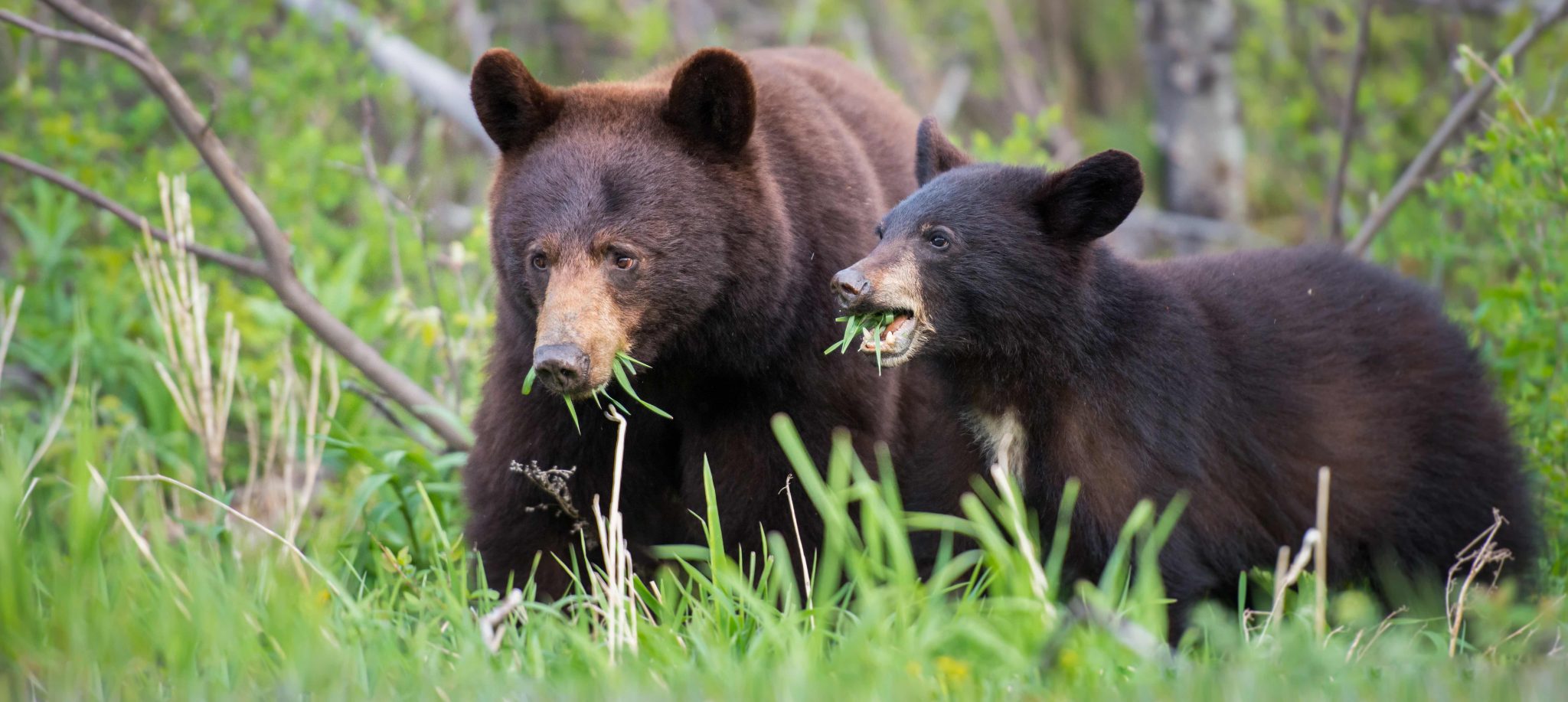 40 Black Bear Facts: The Most Common Bear in the World - Facts.net