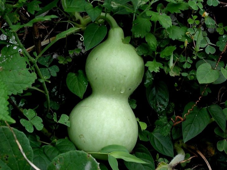 40+ Types of Melons To Discover From Around the World - Facts.net