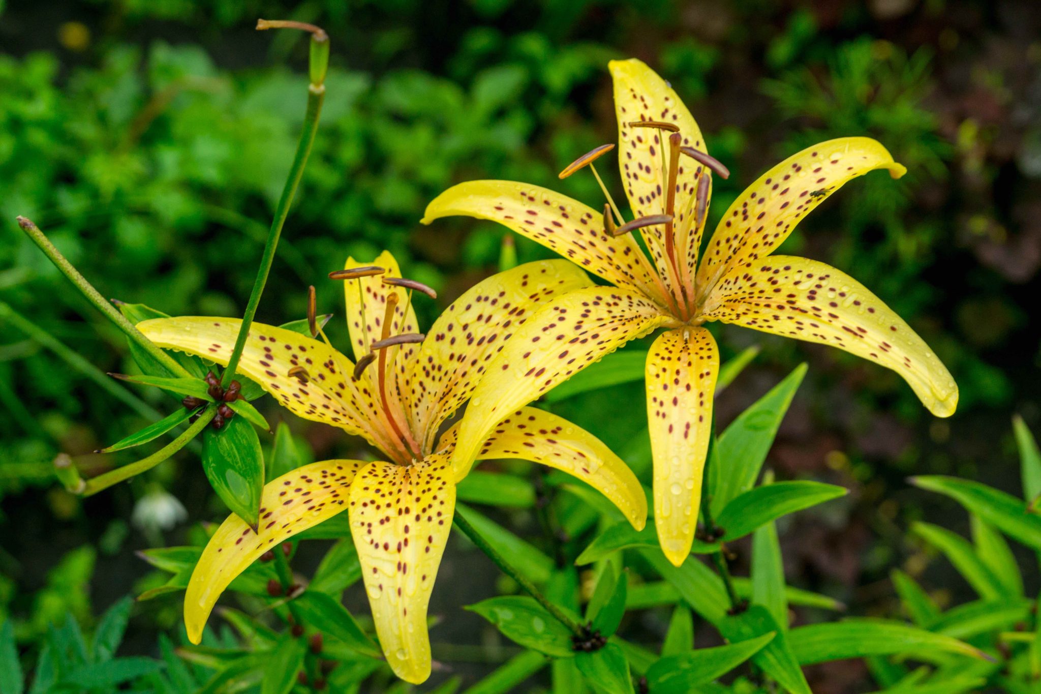 30 Types of Lilies To Grow in Your Garden - Facts.net