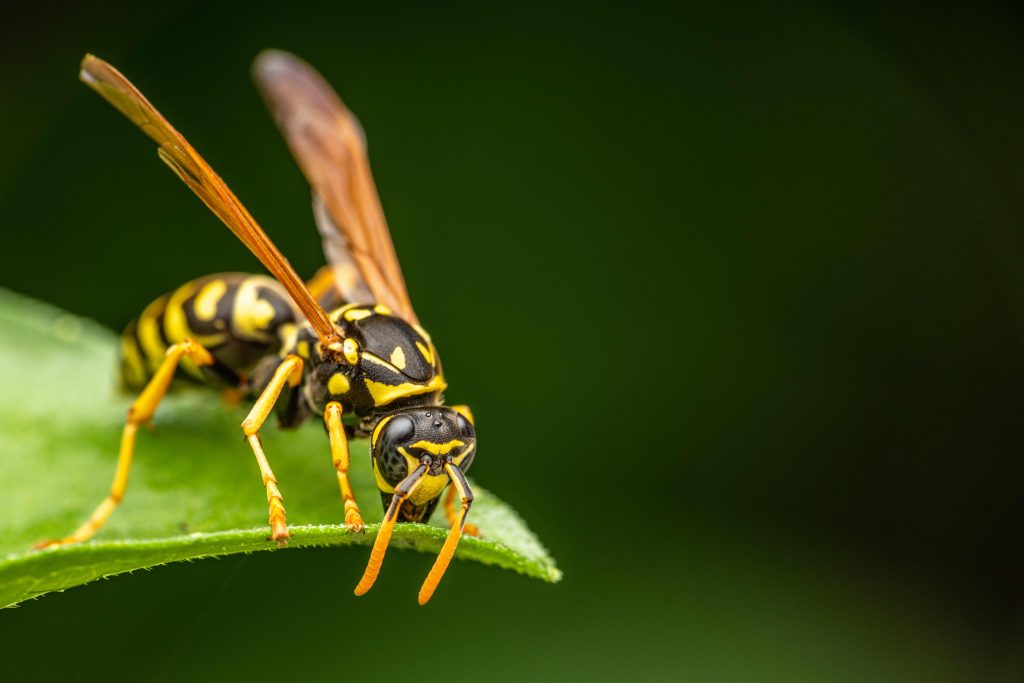 20 Types of Wasps: Characteristics, Habitats and More - Facts.net