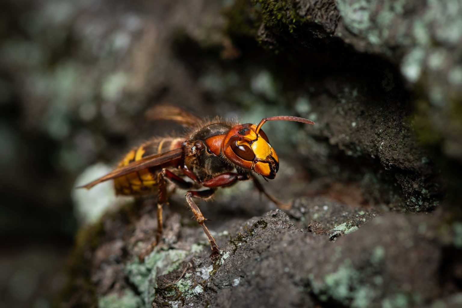 20 Types of Wasps: Characteristics, Habitats and More - Facts.net