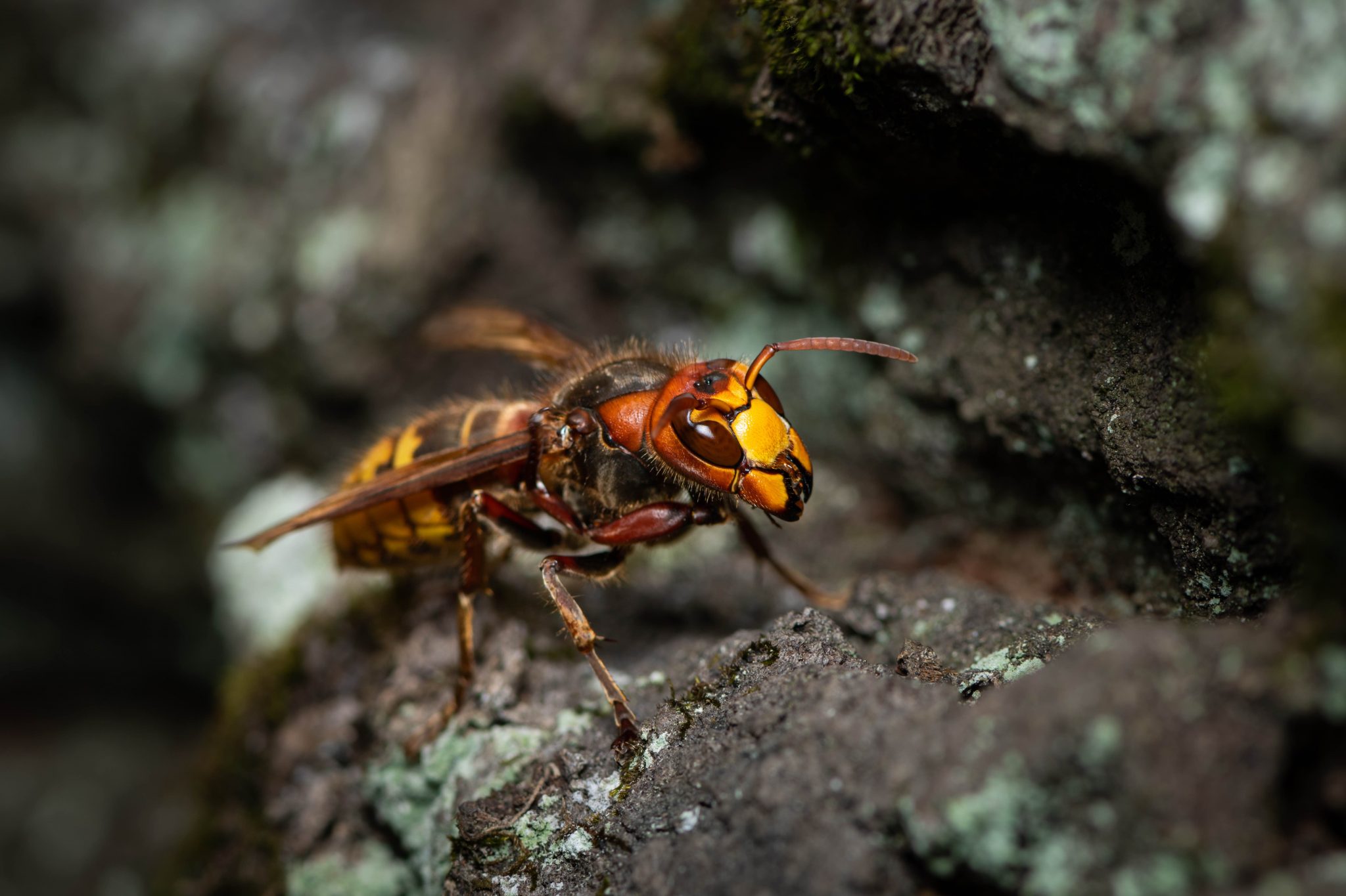 20 Types of Wasps: Characteristics, Habitats and More - Facts.net