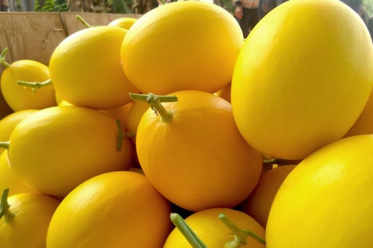 40+ Types of Melons To Discover From Around the World - Facts.net