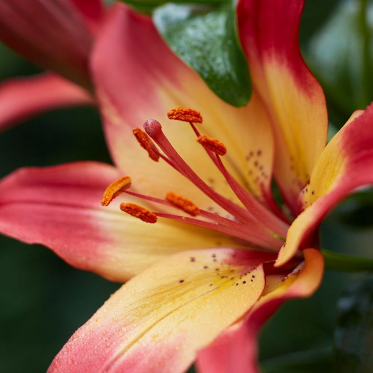 30 Types of Lilies To Grow in Your Garden - Facts.net