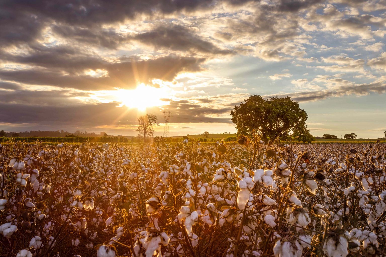 What is Cotton Eyed Joe Really About? - Facts.net
